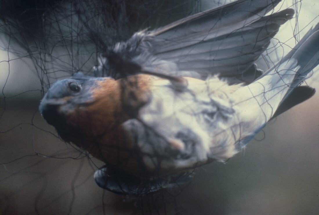 Reflections in Nature: Mist nets now used for bird trapping instead of ...